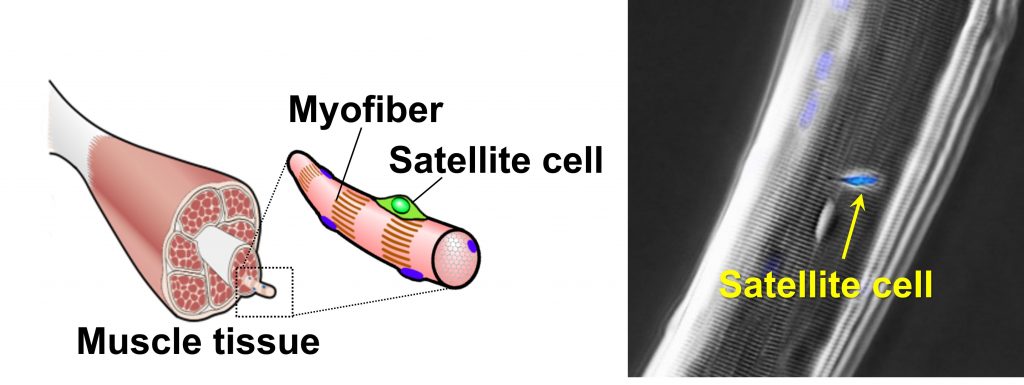 Department of Muscle Development and Regeneration - Institute of ...